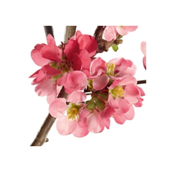 Sticker de geam XL ''Ramurele de mar inflorit''