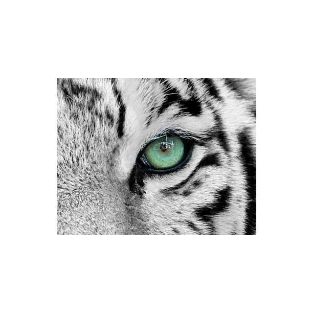 Fototapet Tigrul alb