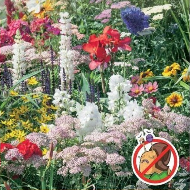 Mix flori ANTI-MELCI seminte pe banda 7m