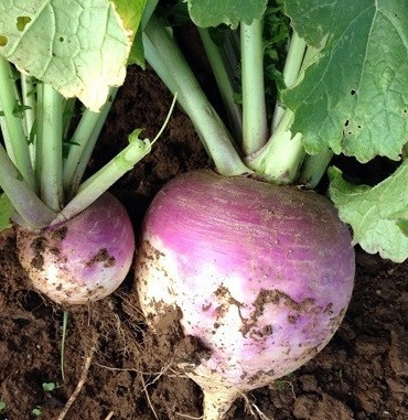 Nap de miriste seminte