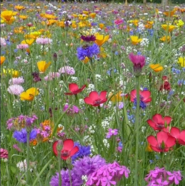 Mix melifer ZONE UMEDE 20 specii din care 70%perene