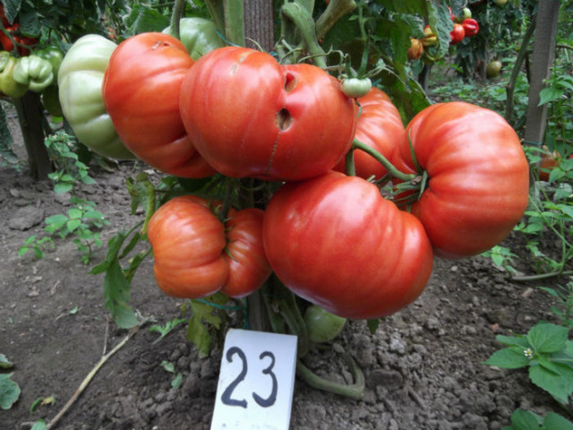 ROSII GIGANT ITALIAN - 100 seminte/plic