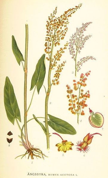Macris-Rumex acetosa