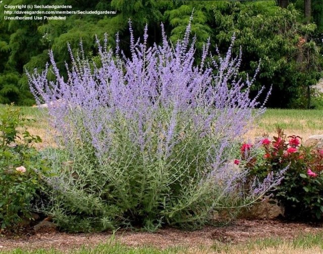 Salvia Rusa Perovskia Atriplicifolia