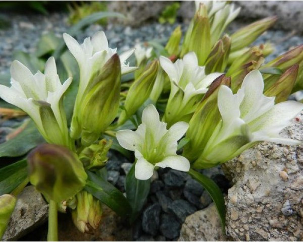 Gentiana Straminea