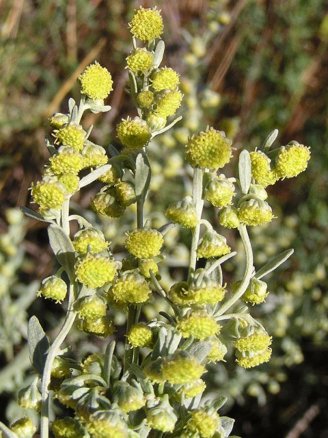Pelin Alb-Artemisia absinthium