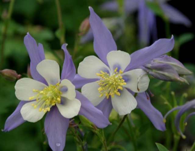 Caldarusa-Aquilegia Caerulea Blue Star