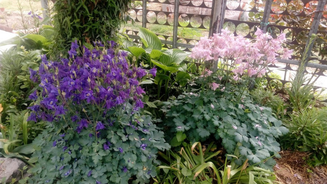 Caldarusa-Aquilegia Vulgaris Blue