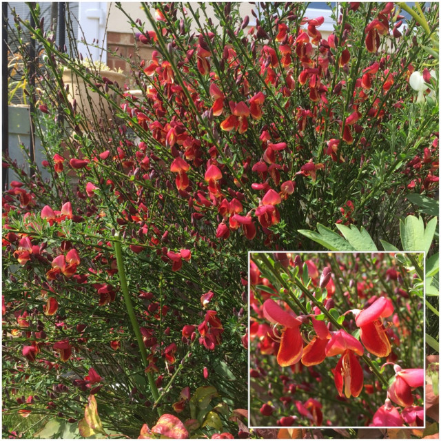 Cytisus Boskoop Ruby