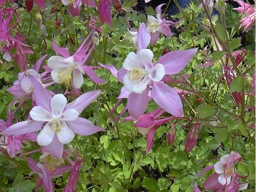 Caldarusa-Aquilegia Caerulea Rose Queen