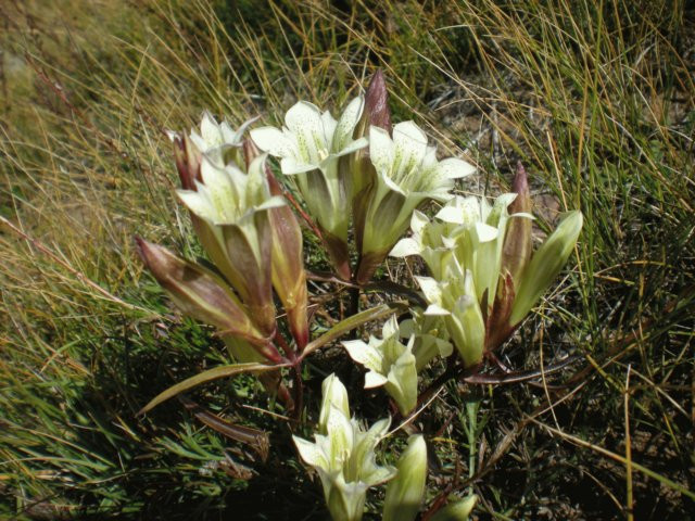 Gentiana Straminea
