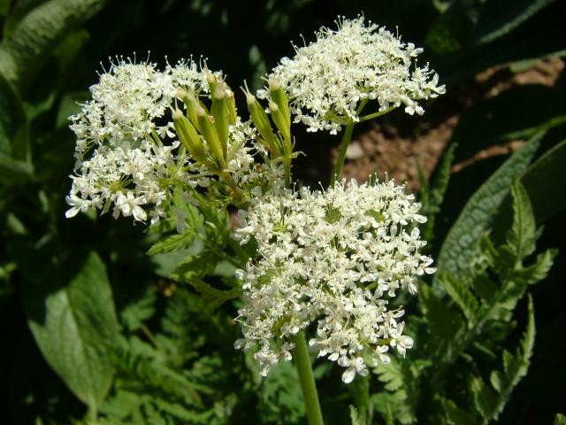 Smirna-Myrrhis odorata