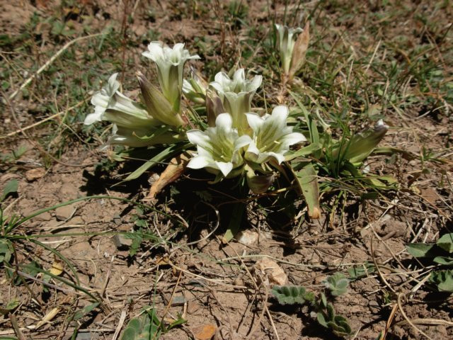 Gentiana Straminea