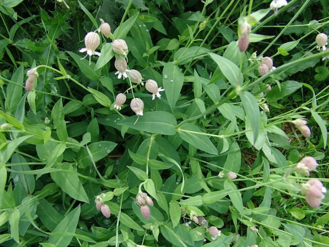 Stridolo-Silene vulgaris