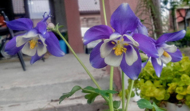 Caldarusa-Aquilegia Spring Magic Blue and White