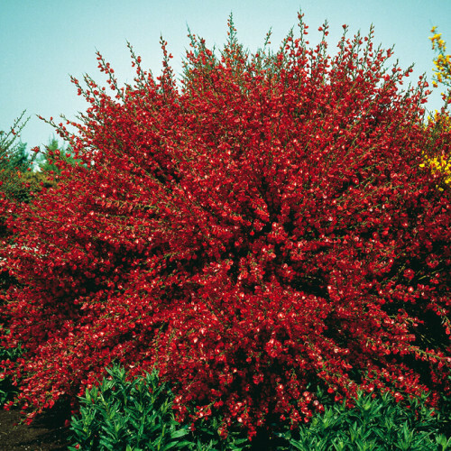 Cytisus Boskoop Ruby