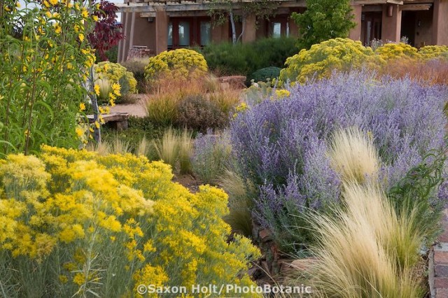 Salvia Rusa Perovskia Atriplicifolia