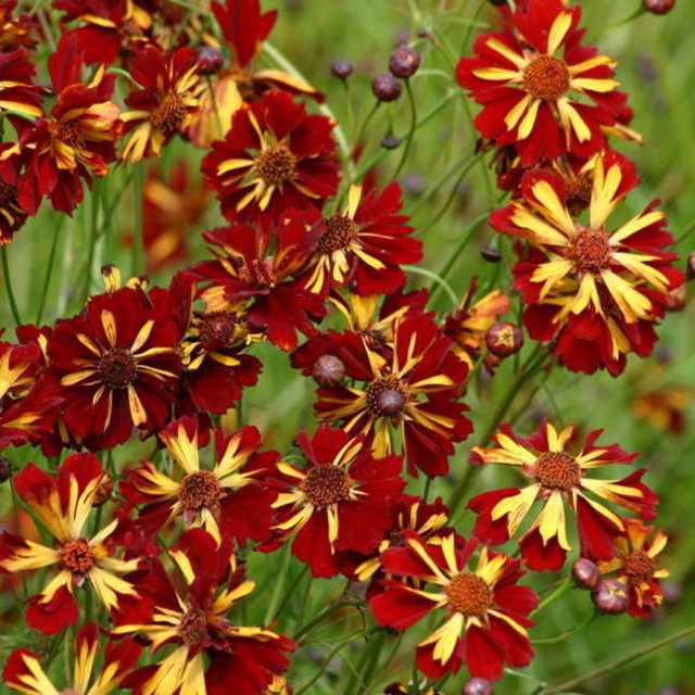 Coreopsis tinctoria Roulette