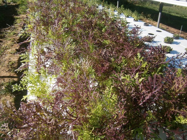 Mustar oriental Ruby Streaks