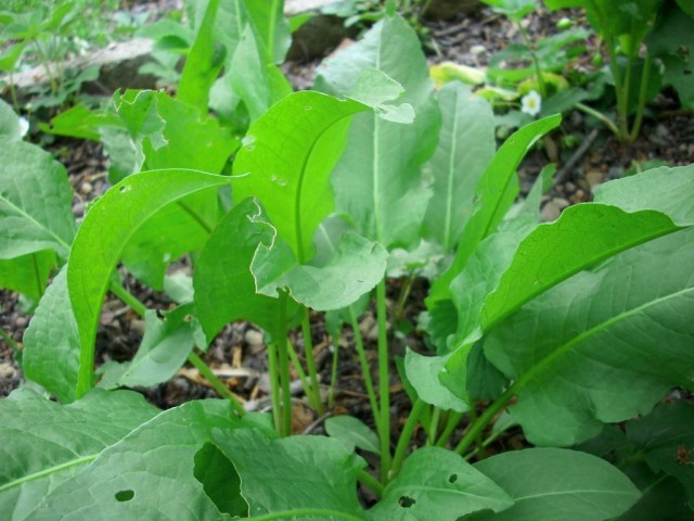 Stevia-Rumex patientia