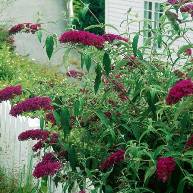 Liliac de vara-Buddleja Davidii Royal Red
