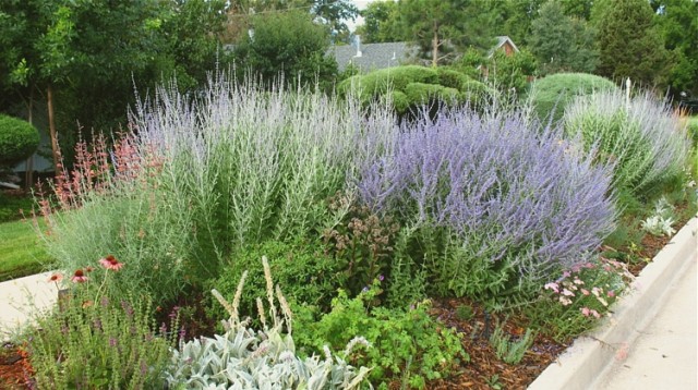 Salvia Rusa Perovskia Atriplicifolia