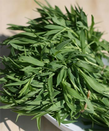 Stridolo-Silene vulgaris