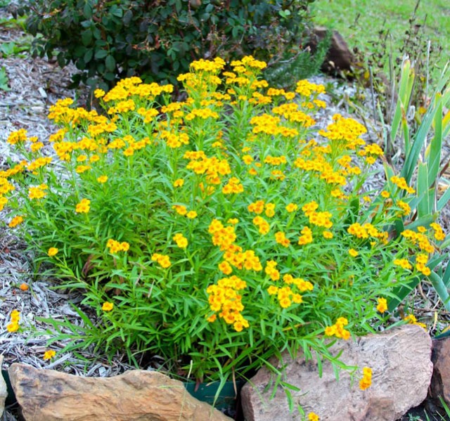 Tarhon Mexican-Tagetes Lucida