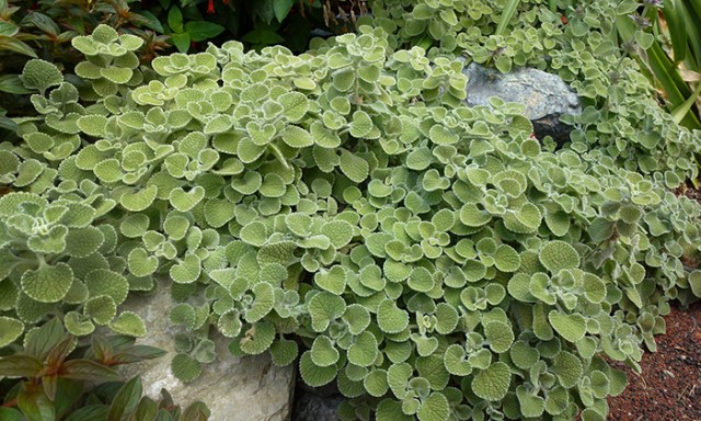 Unguras-Marrubium vulgare