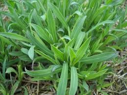 Stridolo-Silene vulgaris