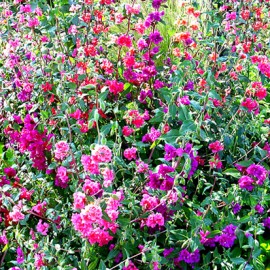 Clarkia double mix