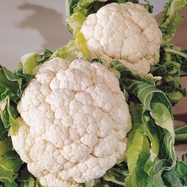 Seminte legume - Seminte si plante de gradina