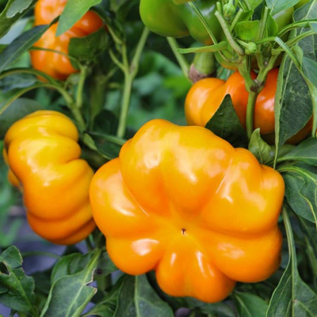 Seminte si plante de gradina - Seminte si plante pentru gradina ta perfecta