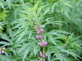 Leonurus Japonicus-Yi Mu Cao