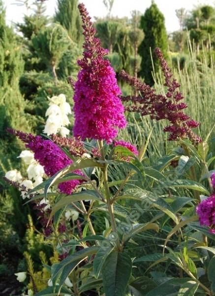 Liliac de vara-Buddleja Davidii Royal Red