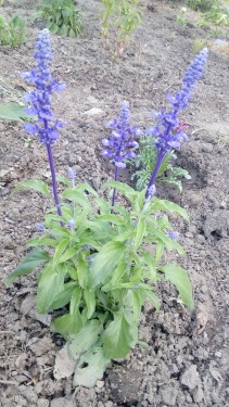 Salvia Farinacea Victoria Blue