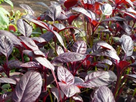 Amaranthus Red Army