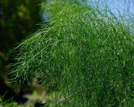 Ammi Visnaga-Marar salbatic