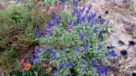 Salvia Farinacea Victoria Blue