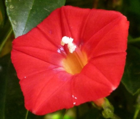 Zorele-Ipomoea Multifida Cardianal Climber Red