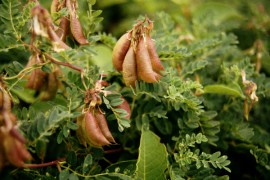 Astragalus Membranaceus