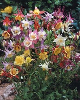 Caldarusa-Aquilegia McKana Giant Hybrids