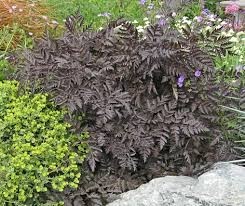 Hasmatuchi purple-Anthriscus Sylvestris RavensWing