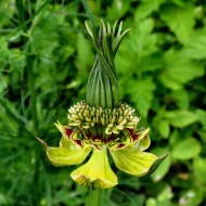 Nigella Orientalis Transformer