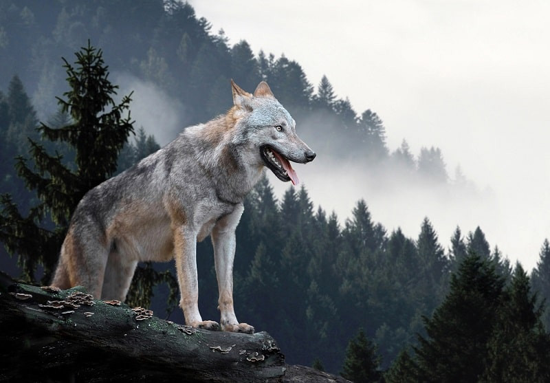 Wolf wall mural - 14424