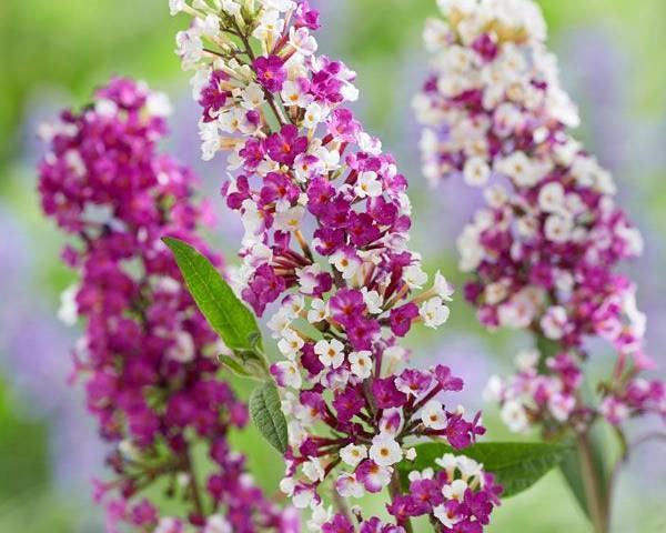 Liliac de vara Buddleja davidii Berries Cream