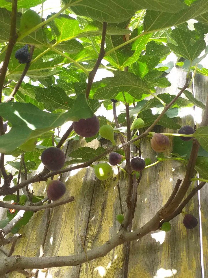 SMOCHIN VIOLETTE DE NORMANDIE