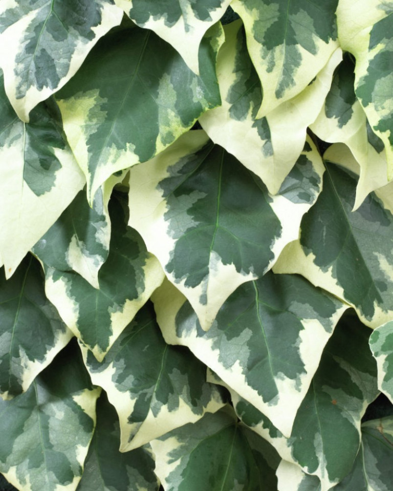 Iedera variegata Hedera Colchica dentata Variegata