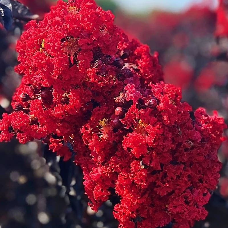 Liliac indian rosu cu frunze negre Lagerstroemia indica Black Solitaire ...