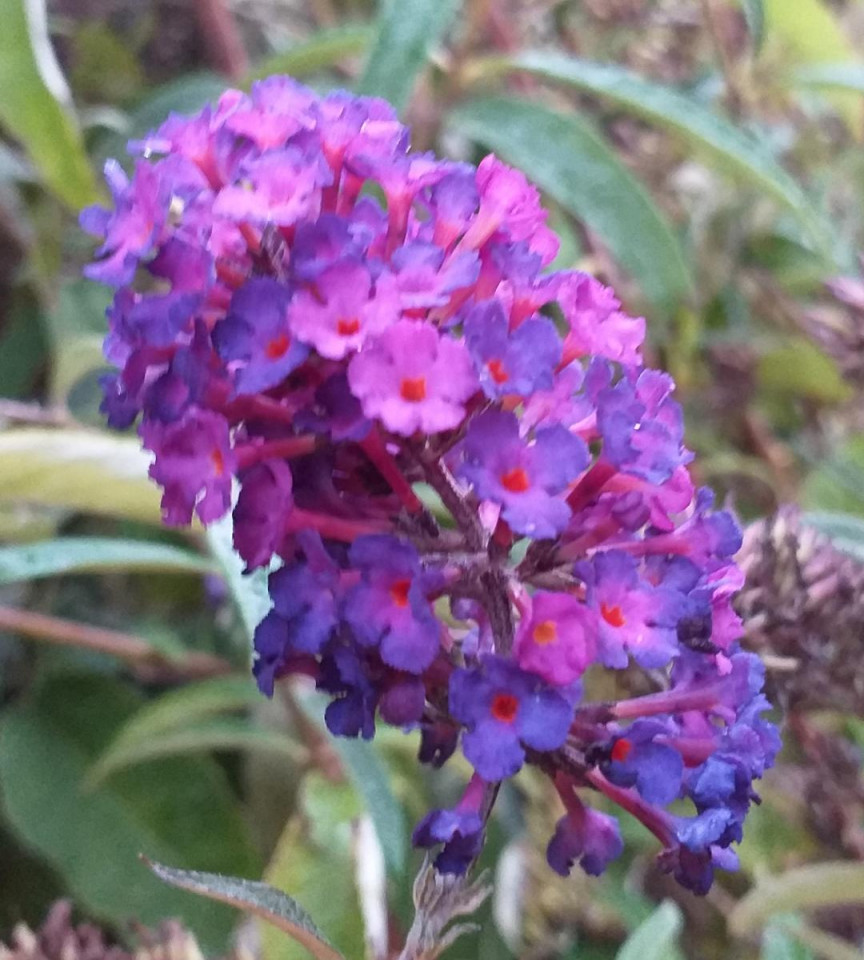 Liliac de vara Buddleja Davidii,, Royal Red